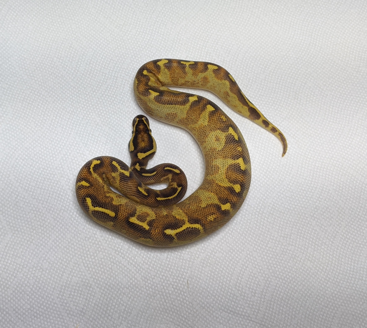 Enchi Freeway Ball Python by ML Exotics - MorphMarket
