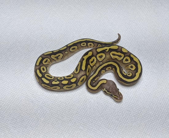 Pastave Het Hypo 66 Het Clown Ball Python by ML Exotics