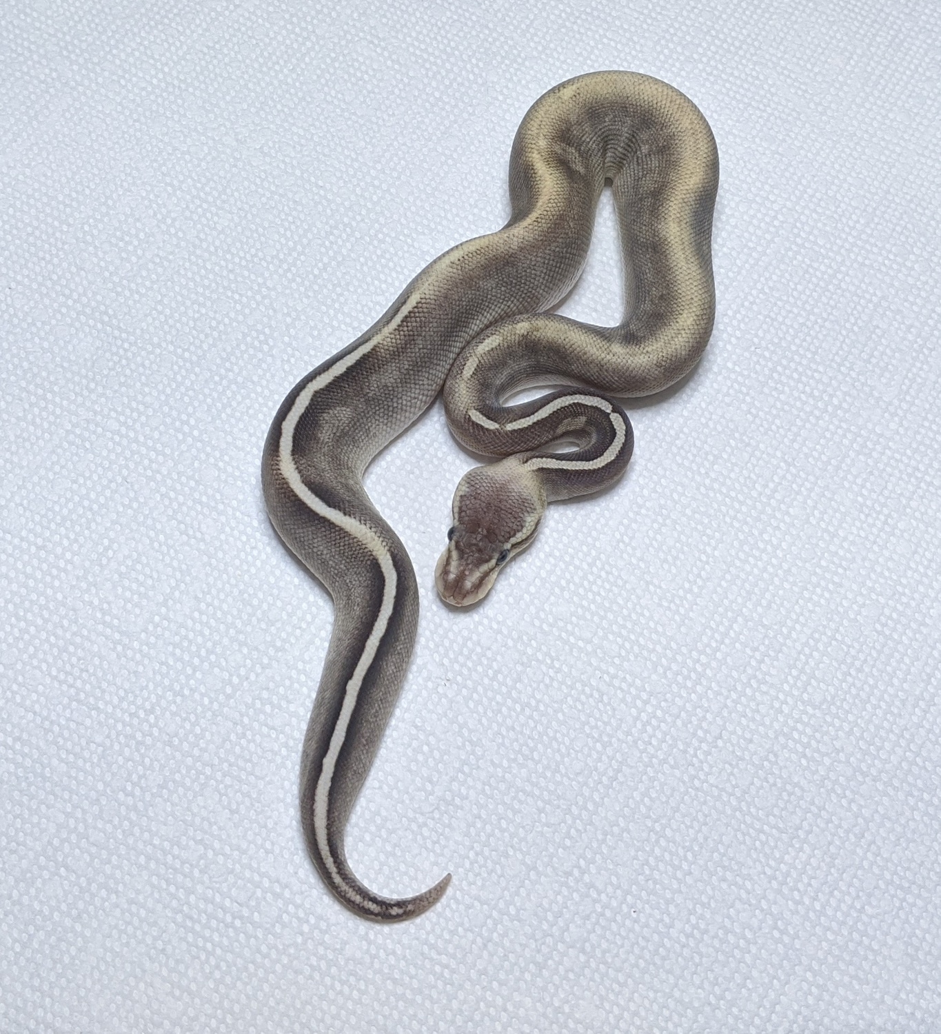 Pewter Ghi Mojave Ball Python by ML Exotics - MorphMarket