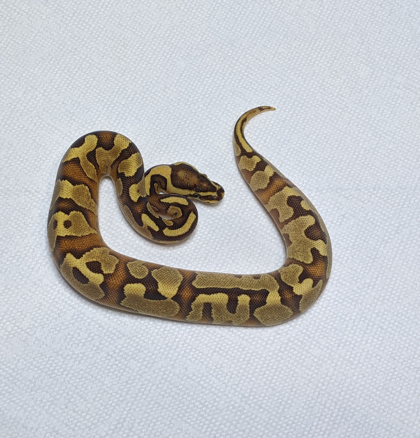 Enchi Fire Yellow Belly/ Asphalt Ball Python by ML Exotics - MorphMarket