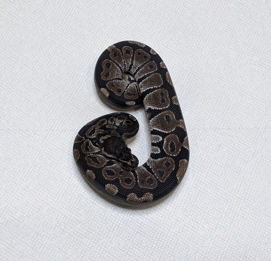 Black Axanthic Ball Python by ML Exotics