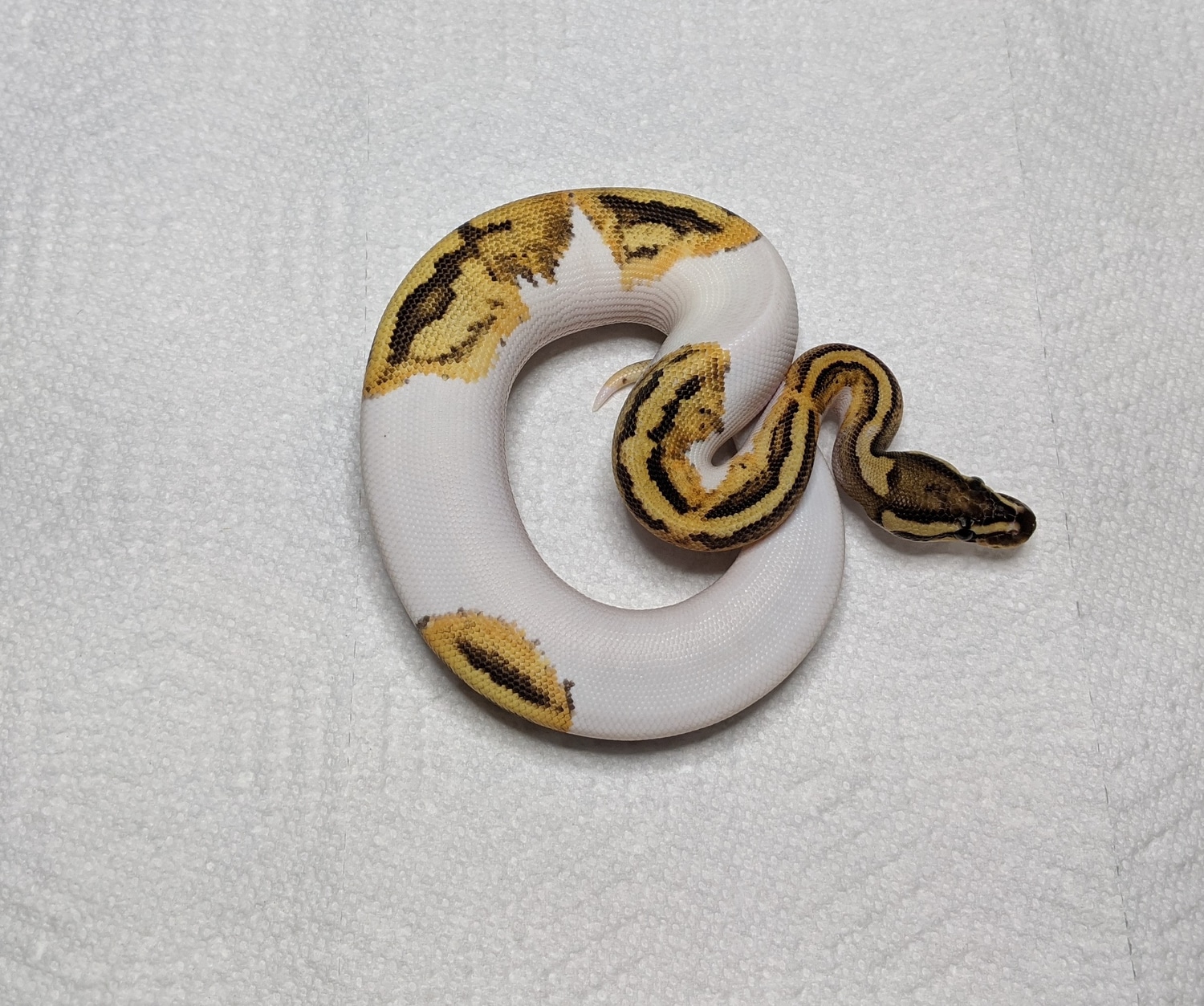 Fire / Vanilla Pied Ball Python by ML Exotics - MorphMarket