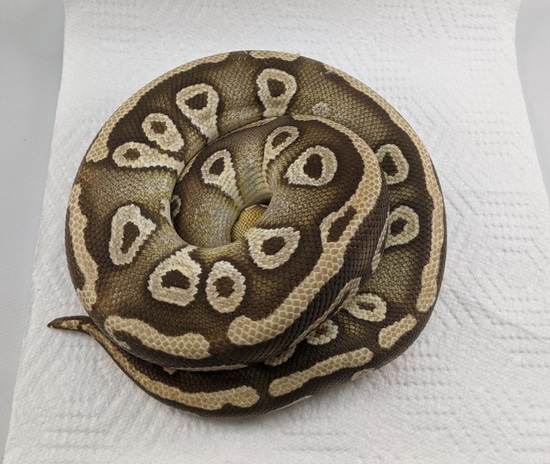 Pastave Het Hypo Het Pied Ball Python by ML Exotics