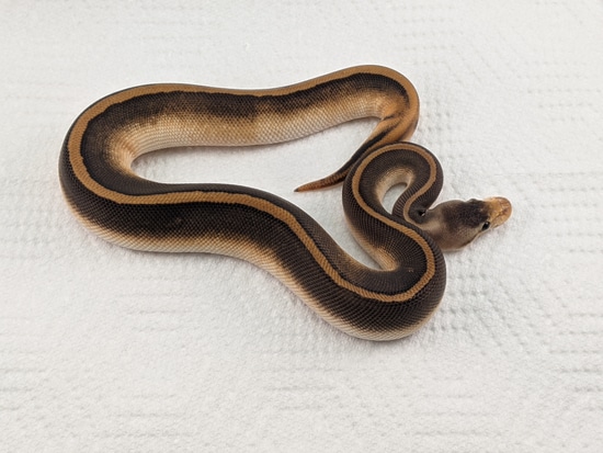 Black Pastel Leopard Champagne Het Hypo Ball Python by ML Exotics