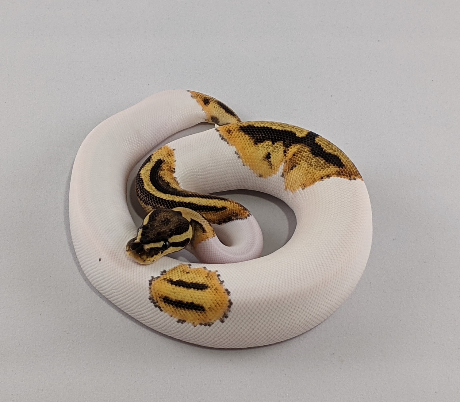 Fire / Vanilla Pied Ball Python by ML Exotics - MorphMarket