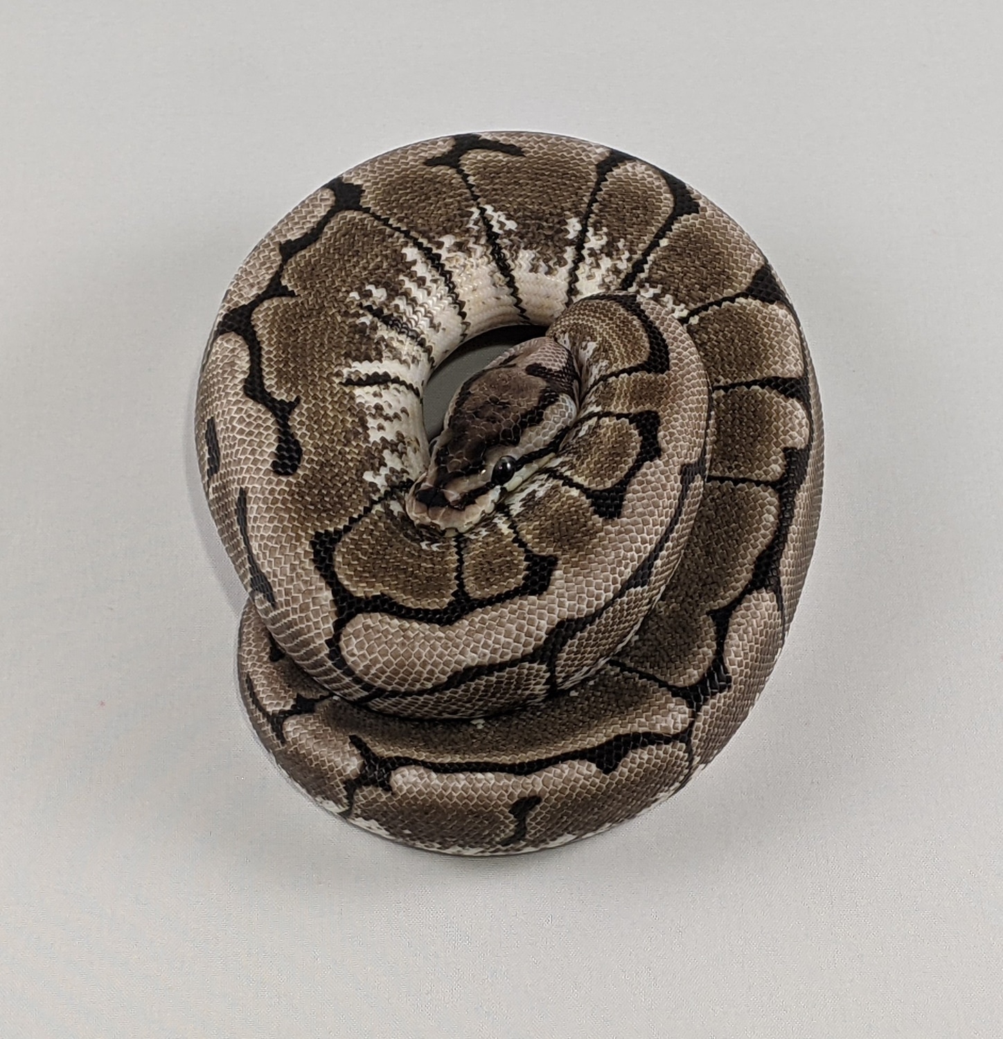 Spider Black Axanthic Ball Python by ML Exotics - MorphMarket