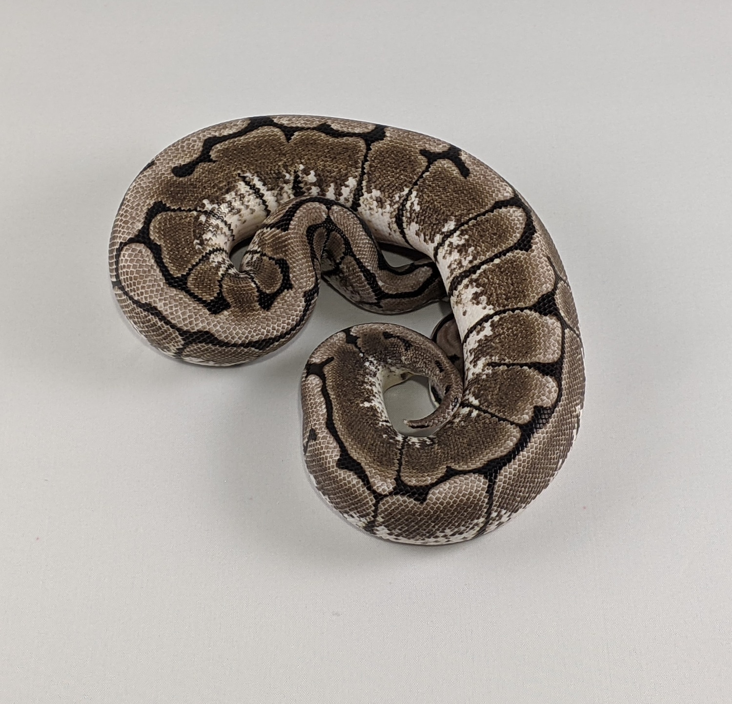 Spider Black Axanthic Ball Python by ML Exotics - MorphMarket