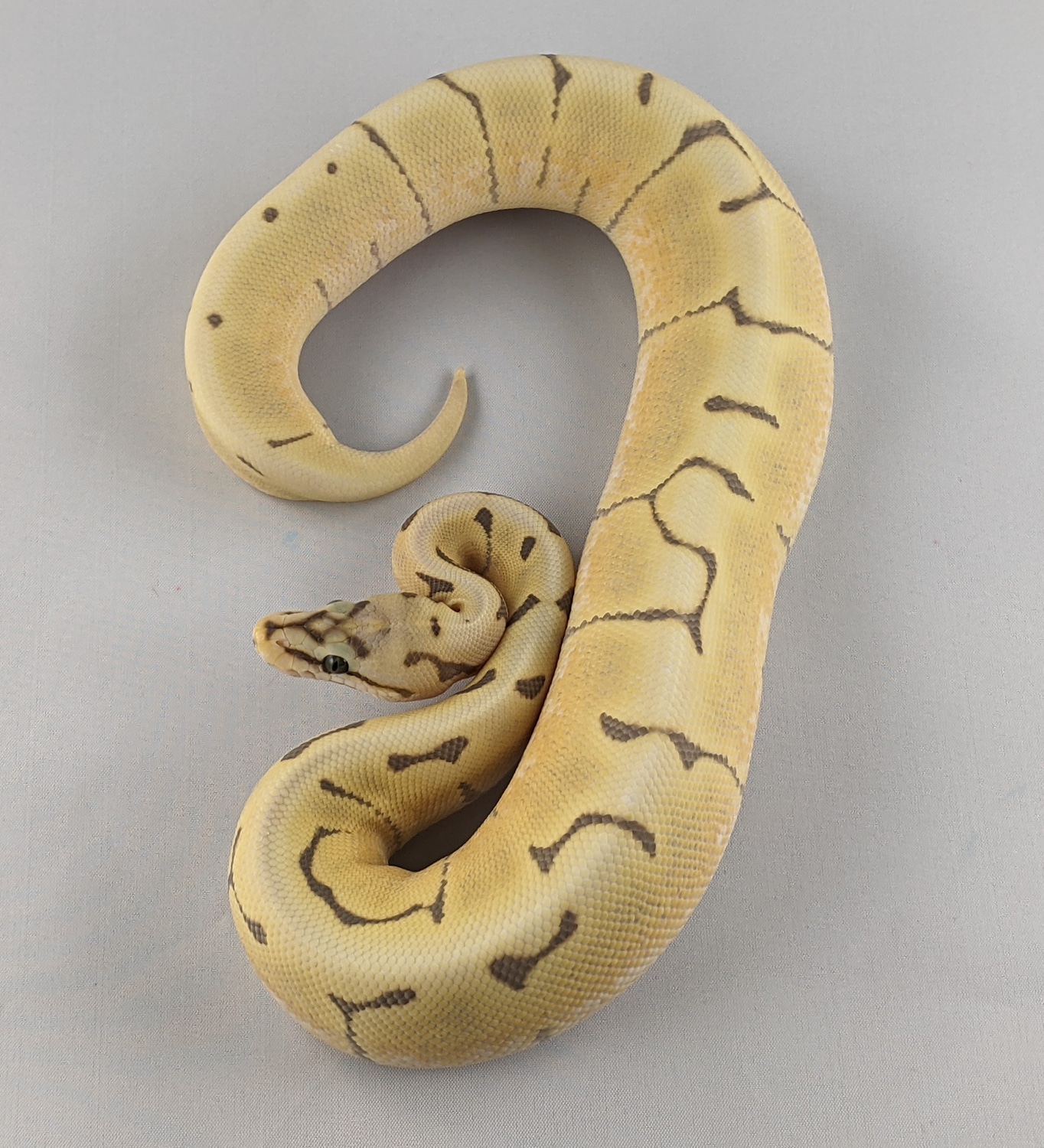 Stinger Desert Ghost Hypo Ball Python by ML Exotics - MorphMarket