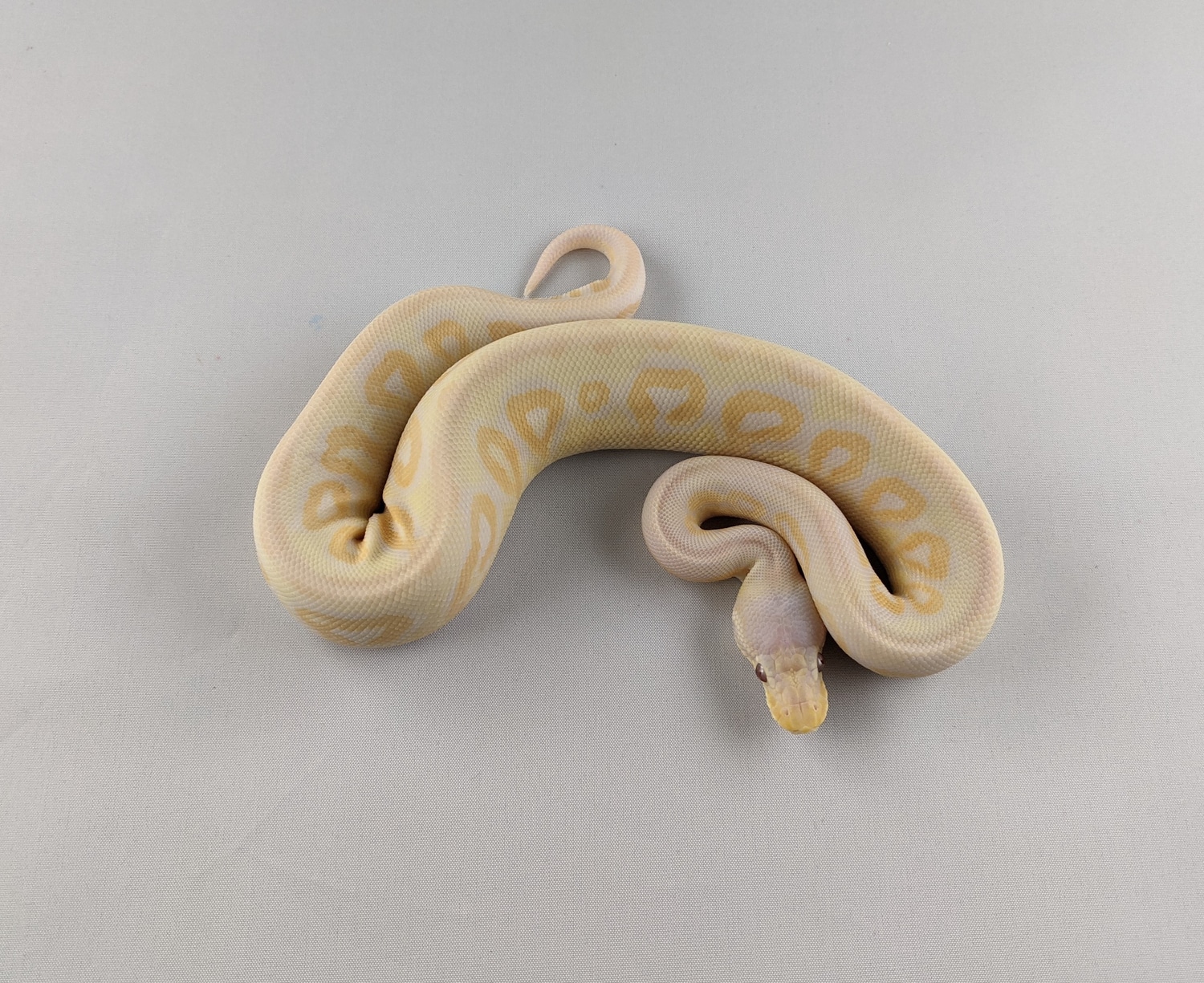 Pewter Lavender Albino Ball Python by ML Exotics - MorphMarket
