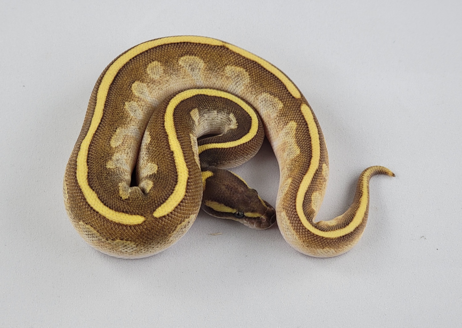 Mochi Fire Mahogany Ball Python by ML Exotics - MorphMarket