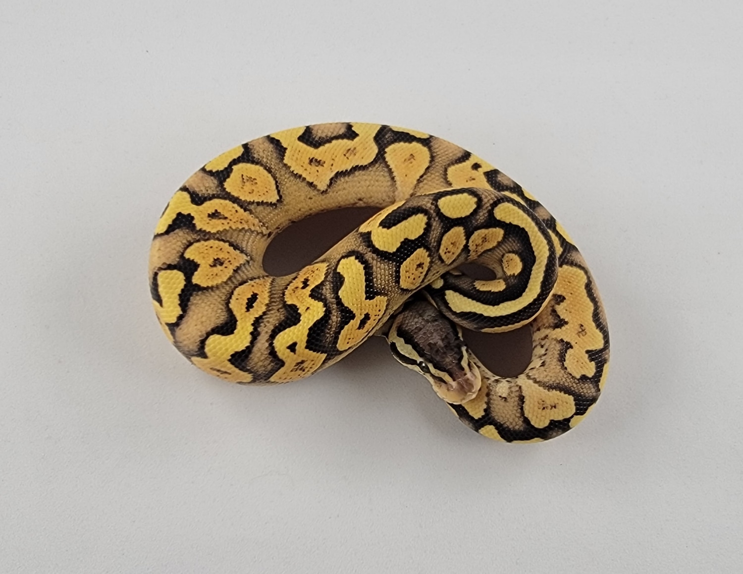 Pastel YB Redstripe Lace Ball Python by ML Exotics - MorphMarket