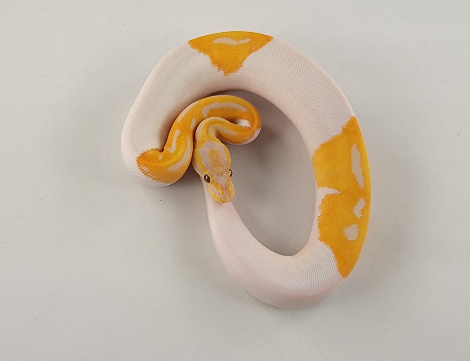 Dreamsicle Ball Python by ML Exotics - MorphMarket