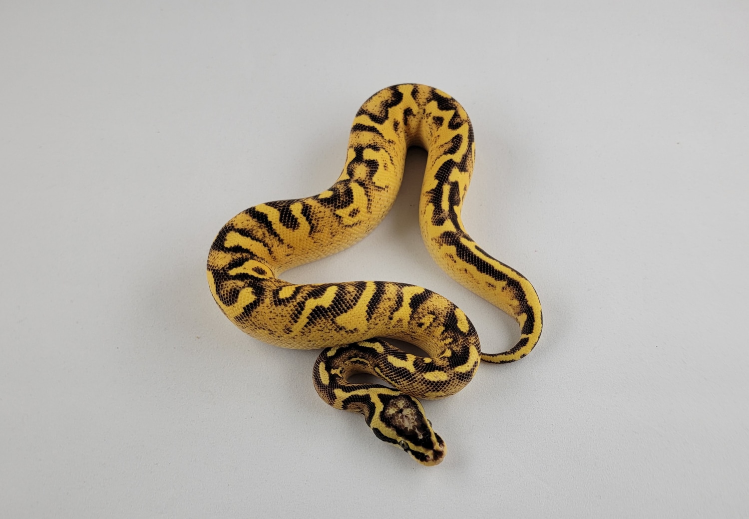 Pastel Enchi Super Asphalt Ball Python by ML Exotics - MorphMarket