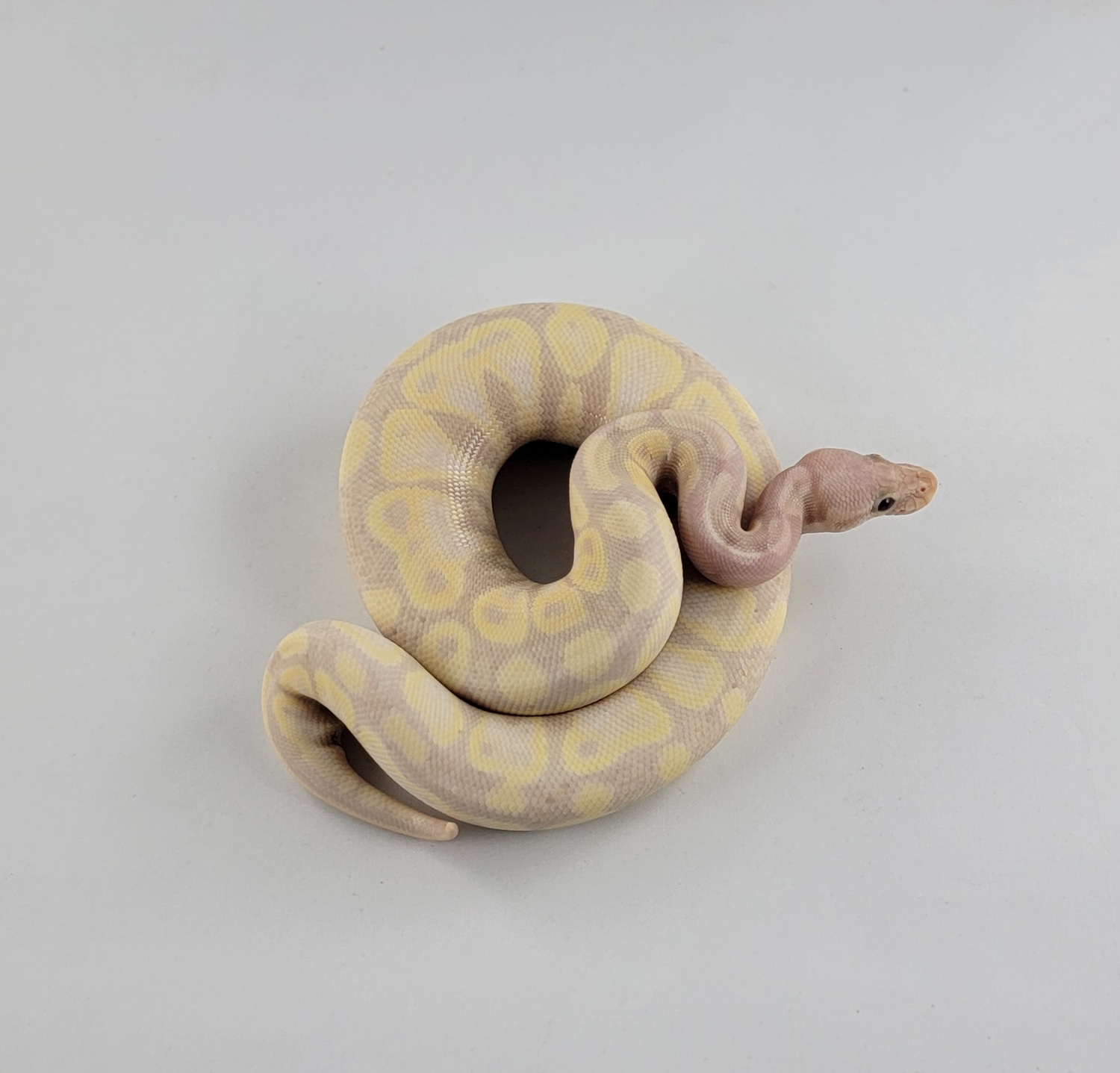 Super Banana Ball Python by ML Exotics - MorphMarket
