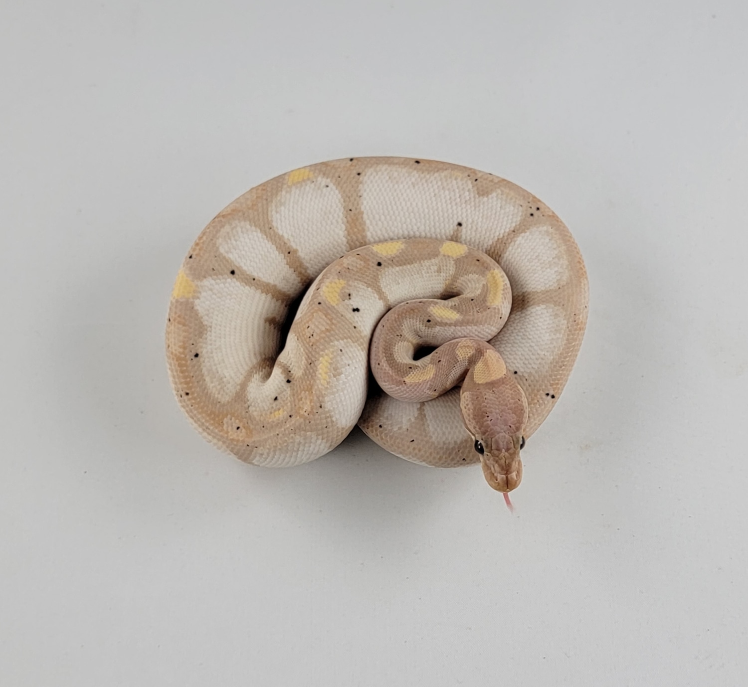 Banana Calico Ball Python by ML Exotics - MorphMarket