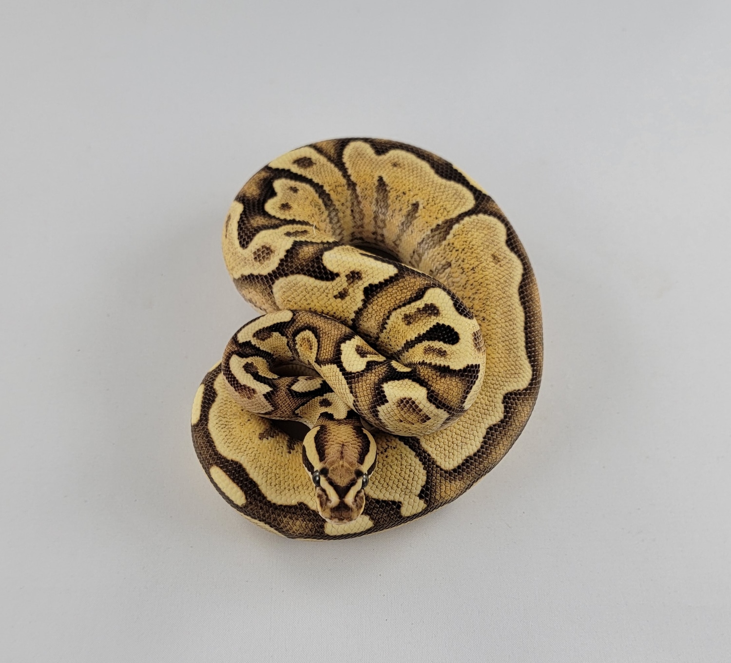 Fire Enchi YB White Lace Ball Python by ML Exotics - MorphMarket