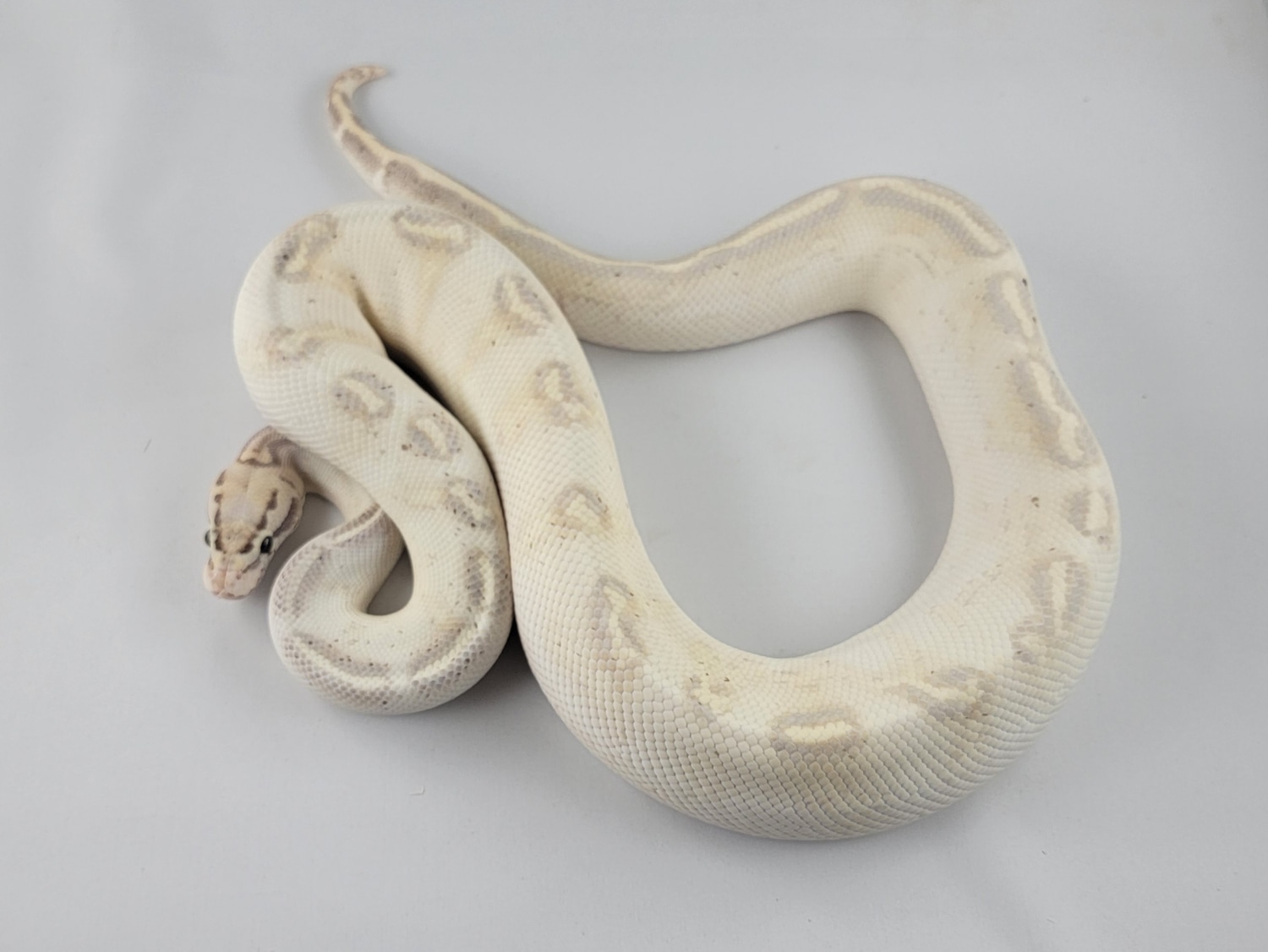 Pastel Highway Ball Python by ML Exotics - MorphMarket