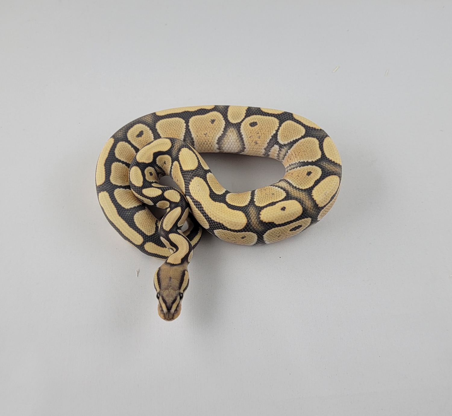 Hypo Desert Ghost Ball Python by ML Exotics - MorphMarket