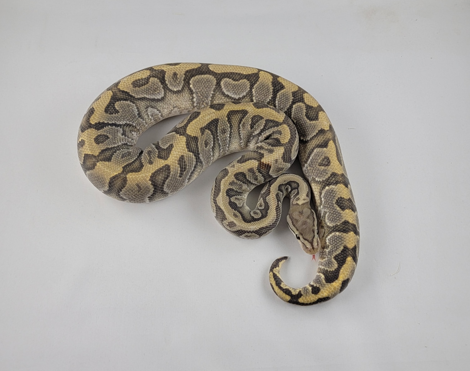 HGW Yellow Belly Hypo Ball Python by ML Exotics - MorphMarket
