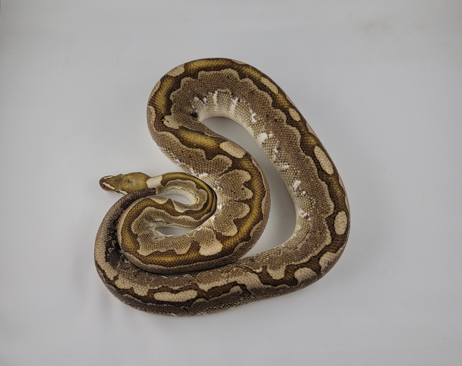 Bamboo Het Pied Ball Python by ML Exotics - MorphMarket