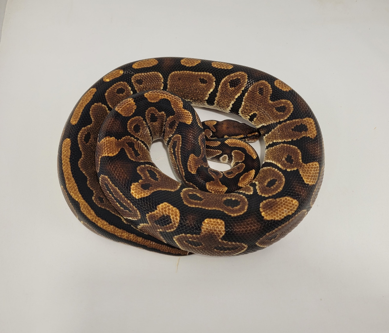 Het Black Axanthic Ball Python by ML Exotics - MorphMarket
