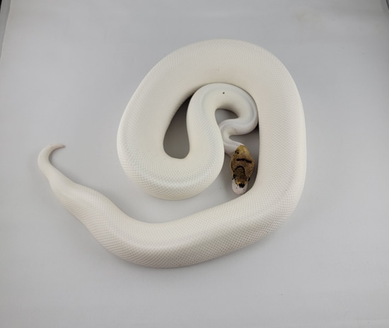 Spied Ball Python by ML Exotics