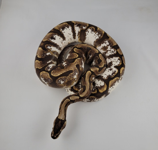Ghi Calico Spider Ball Python by ML Exotics