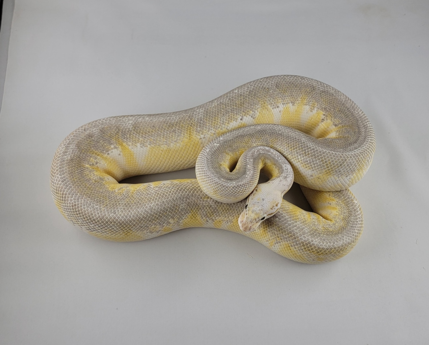 Sterling Bee Hypo Ball Python by ML Exotics - MorphMarket