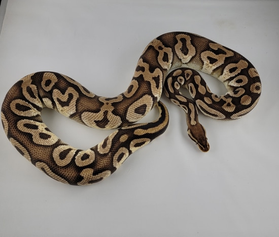 Pastave Ball Python by ML Exotics