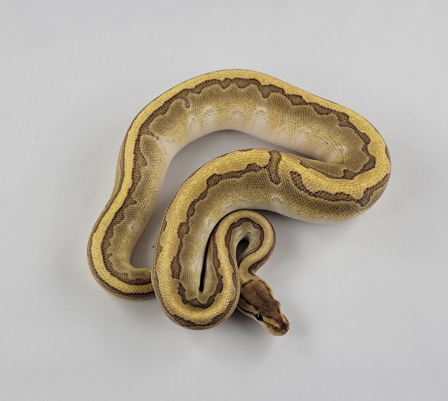 Butter Pinstripe Enchi Het Desert Ghost Het Hypo Ball Python by ML ...