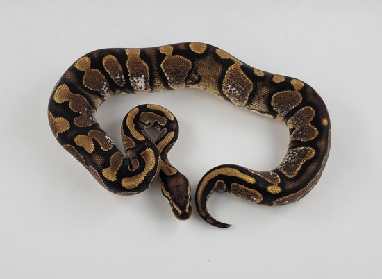 Calico Yellow Belly Ball Python by ML Exotics