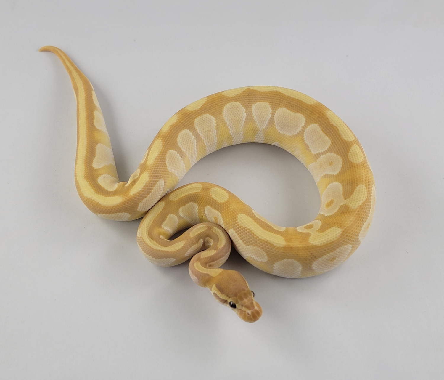 Mochi Ultramel Ball Python by ML Exotics - MorphMarket