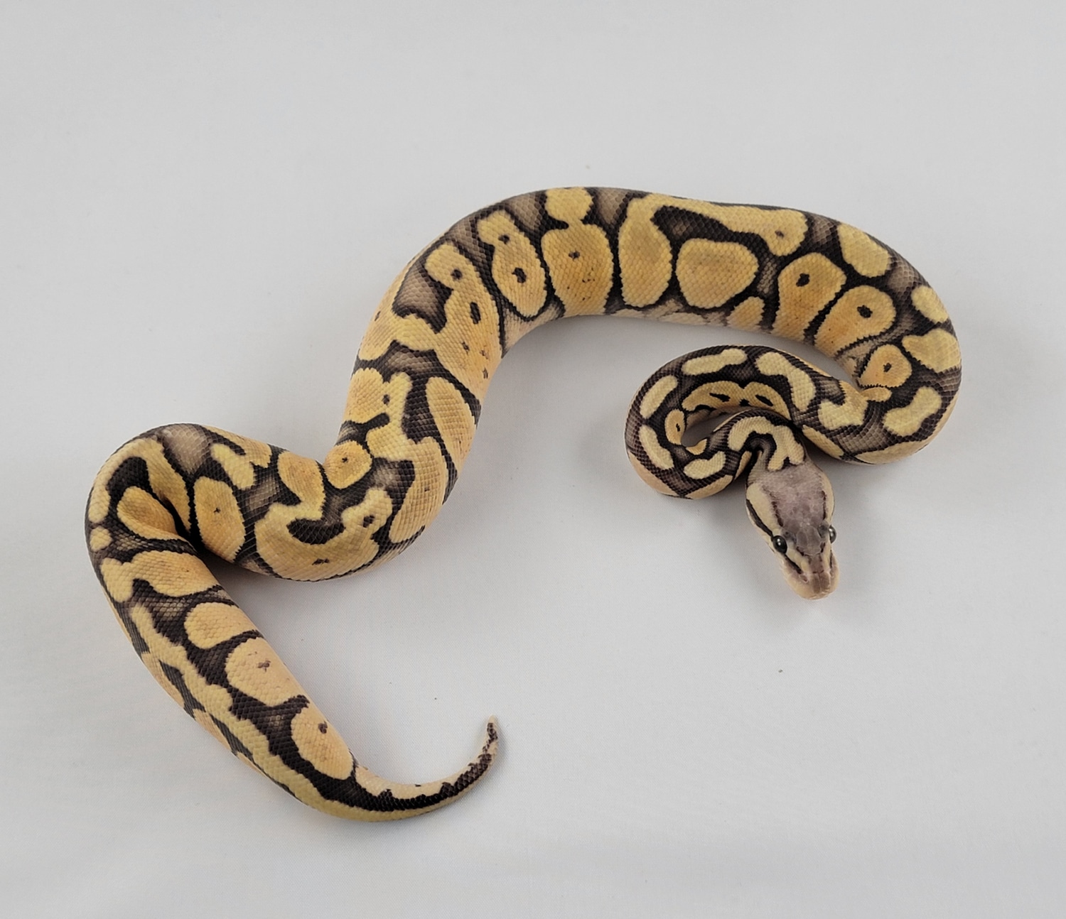 Pastel Hypo Het Desert Ghost Ball Python by ML Exotics - MorphMarket