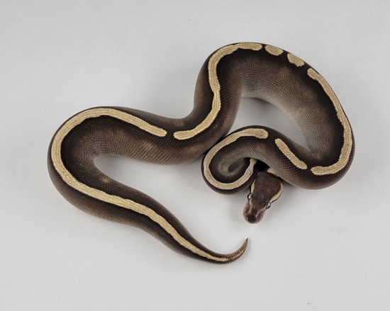 Ghi Mojave Het Lavender Albino 66 Het Pied Ball Python by ML Exotics
