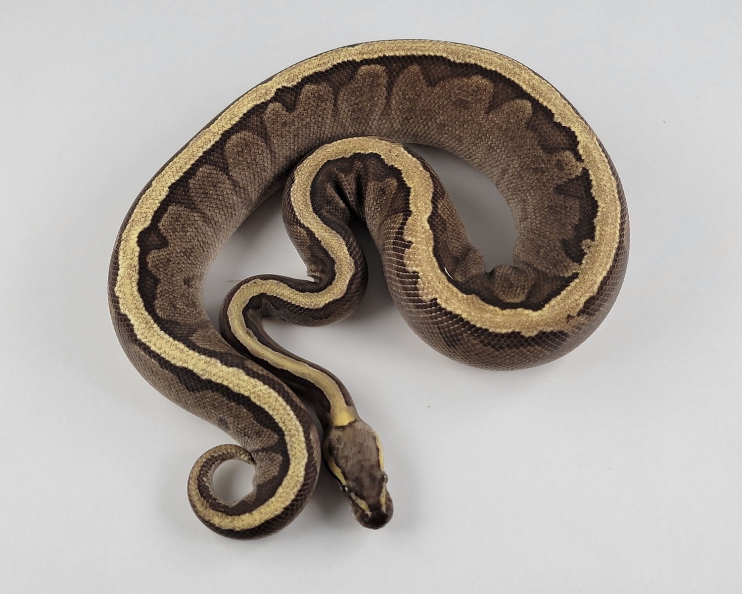 Enchi Pinstripe Ghi Mojave Ball Python by ML Exotics - MorphMarket