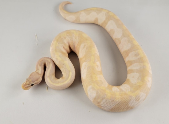 Super Banana Pastel Calico Ball Python by ML Exotics