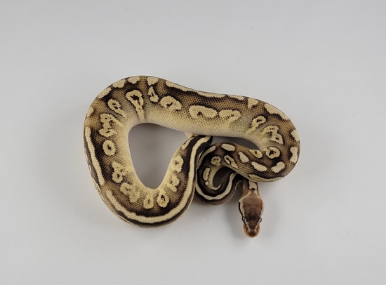 Pastave Mahogany Het Hypo Ball Python by ML Exotics