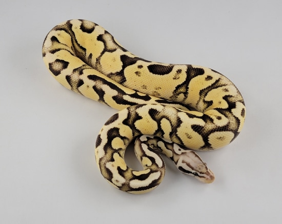 White Lace Firefly Yb Ball Python by ML Exotics
