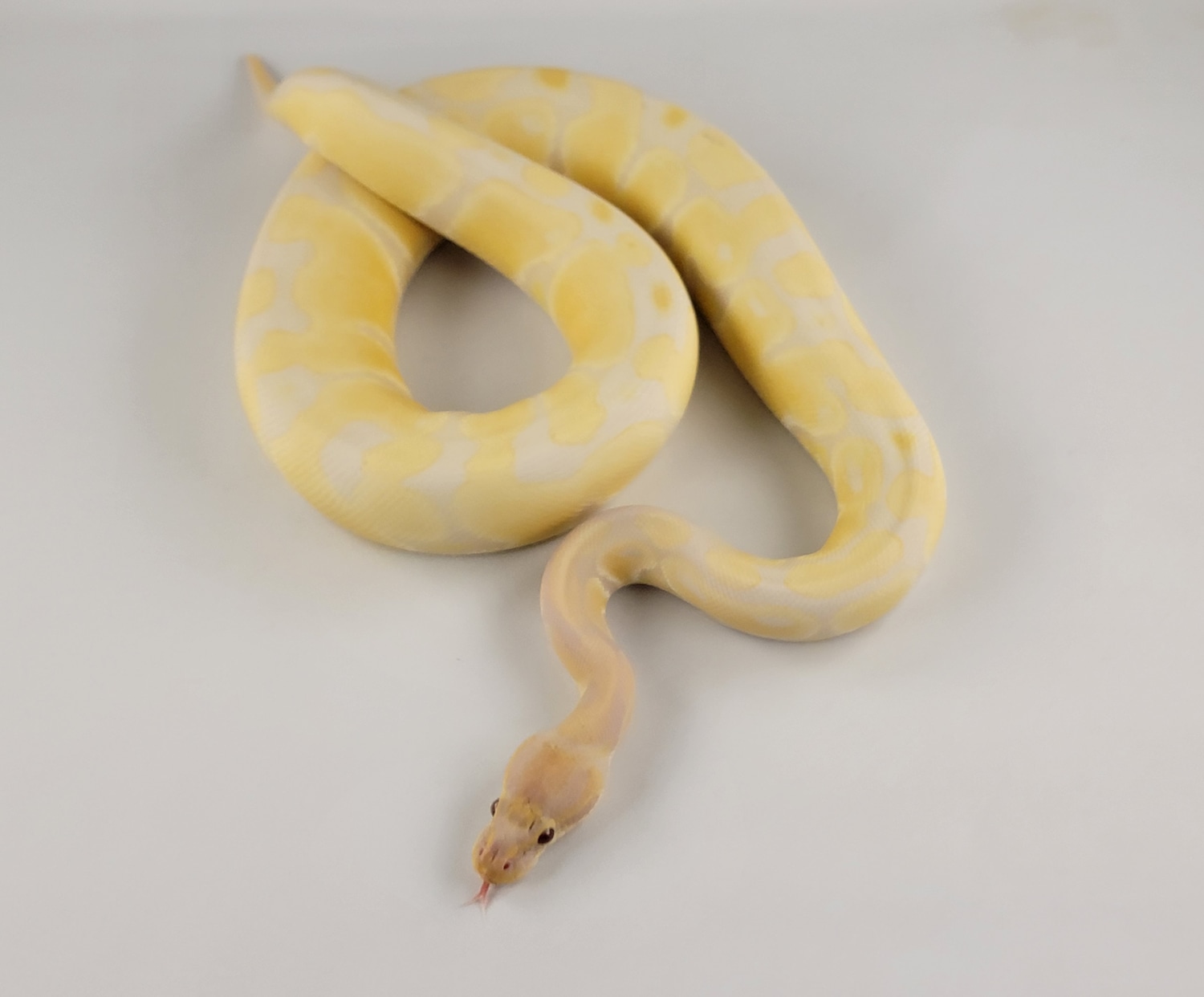 Lavender Albino Ball Python by ML Exotics - MorphMarket