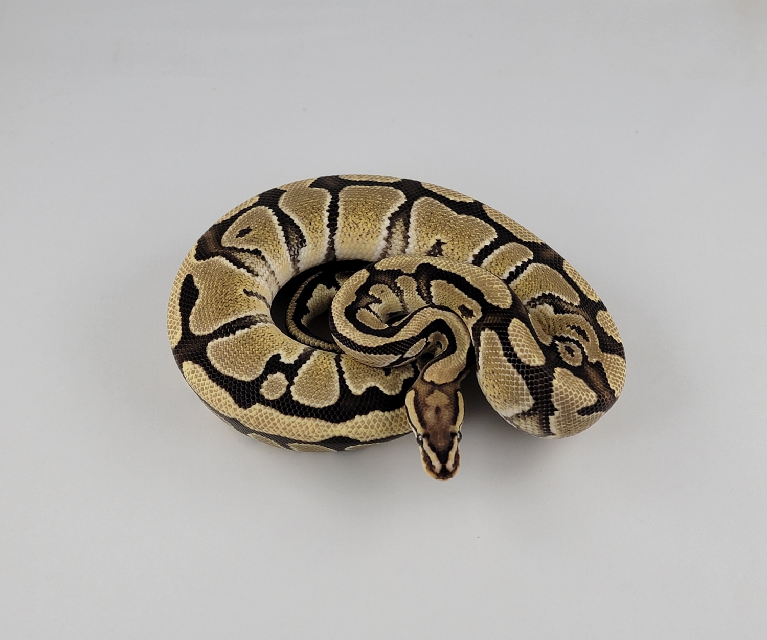 Fire Het Hypo Desert Ghost Clown Ball Python by ML Exotics - MorphMarket