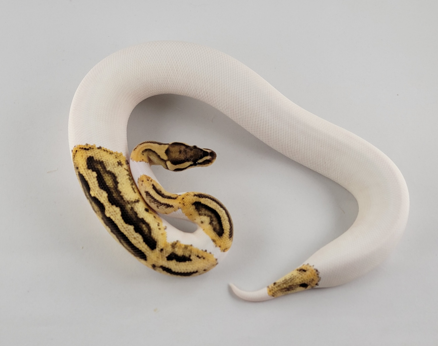 Fire / Vanilla Pied Ball Python by ML Exotics - MorphMarket