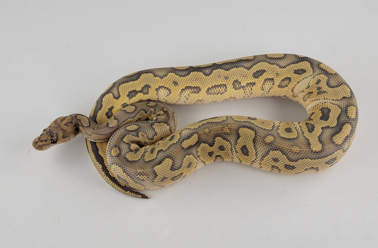 Hypo Clown Ball Python by ML Exotics - MorphMarket