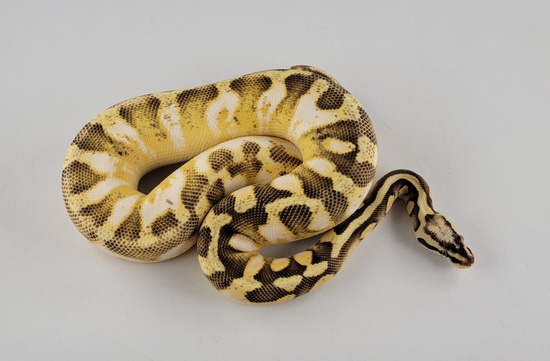 Pastel Enchi Sugar Yb Lace Ball Python by ML Exotics