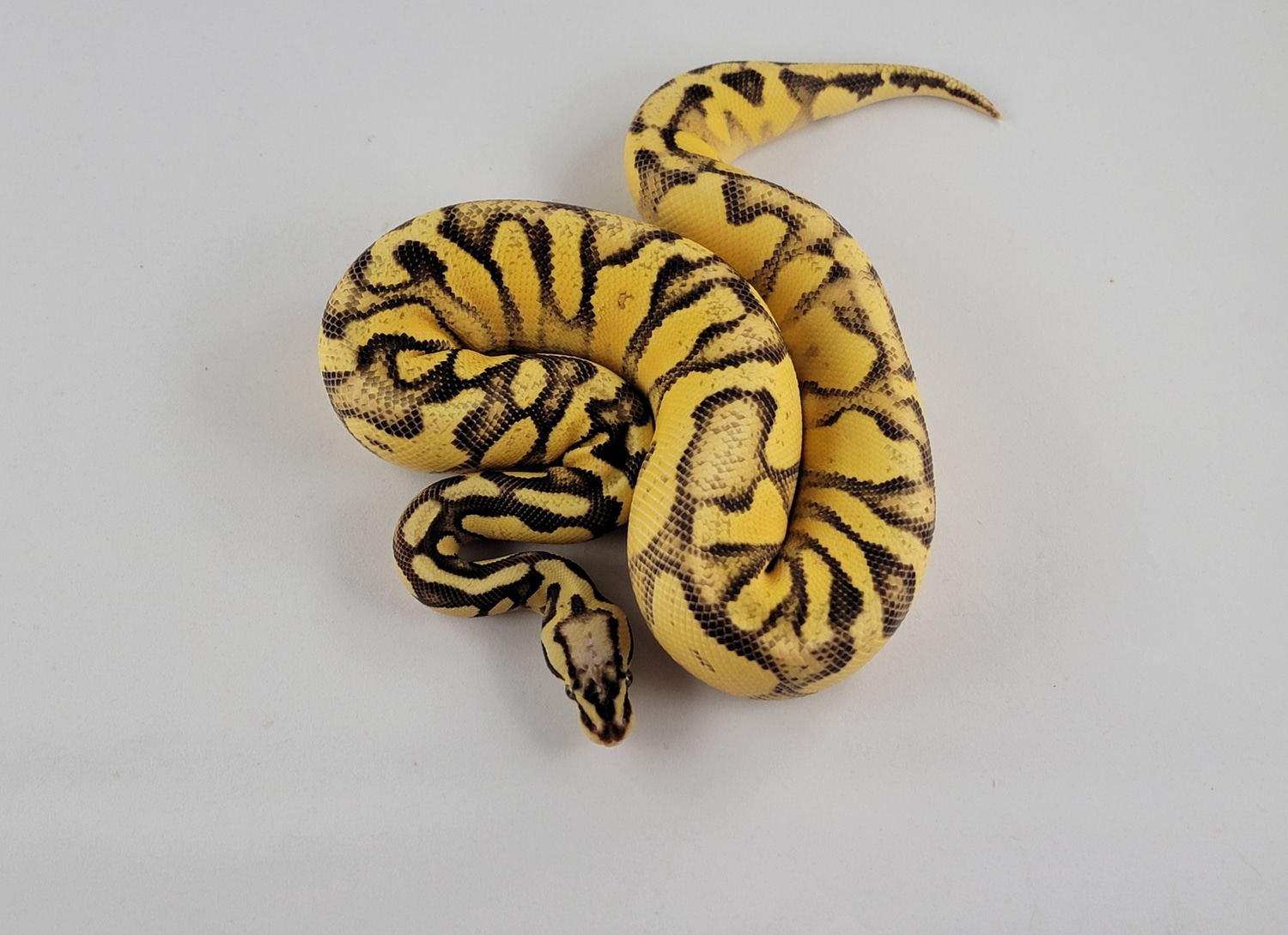 Pastel Enchi YB Lace Ball Python by ML Exotics - MorphMarket