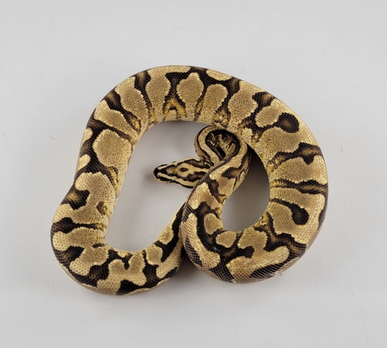 Fire Spotnose YB Ball Python by ML Exotics