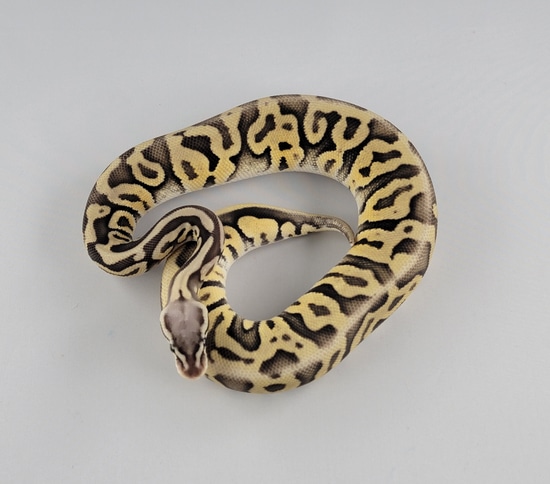 Super Pastel Leopard Het Desert Ghost 66 Het Clown / Cryptic 50 Het ...