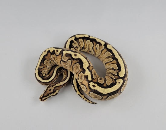 Spotnose Fire Yellow Mystic/ Mojave Ball Python by ML Exotics