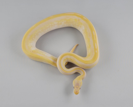 Pastave Leopard Lavender Albino 50% Het Pied Ball Python by ML Exotics