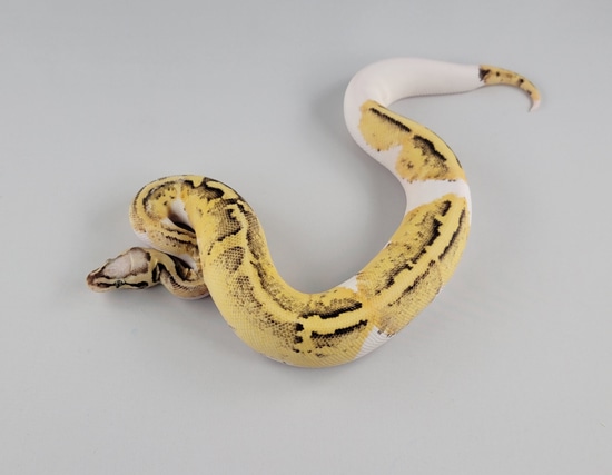 Super Vanilla Pastel Pied Ball Python by ML Exotics