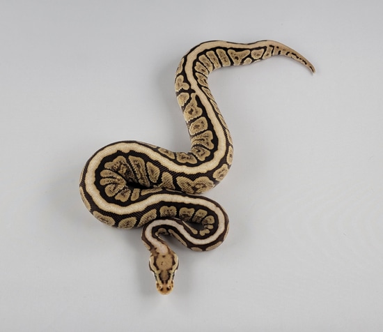 Power Ball Mystic/ Mojave Ball Python by ML Exotics